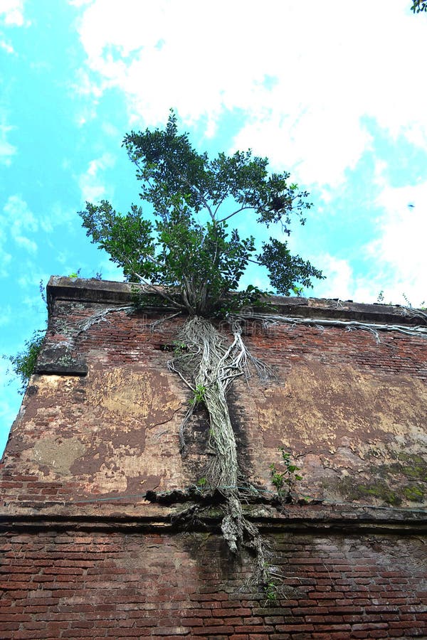 The Uniqueness of a Tree that Grows on a Brick Wall Stock Image - Image ...