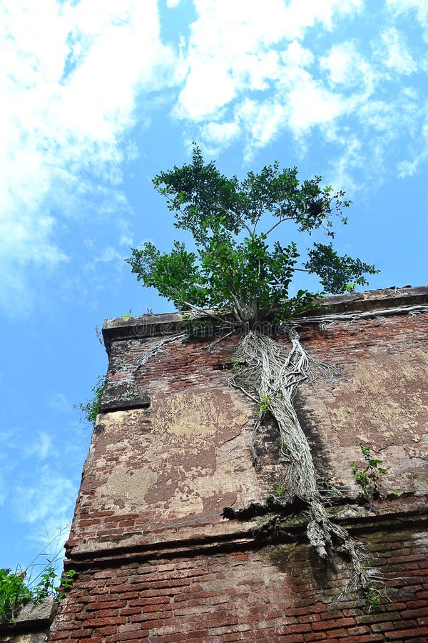 The Uniqueness of a Tree that Grows on a Brick Wall Stock Photo - Image ...