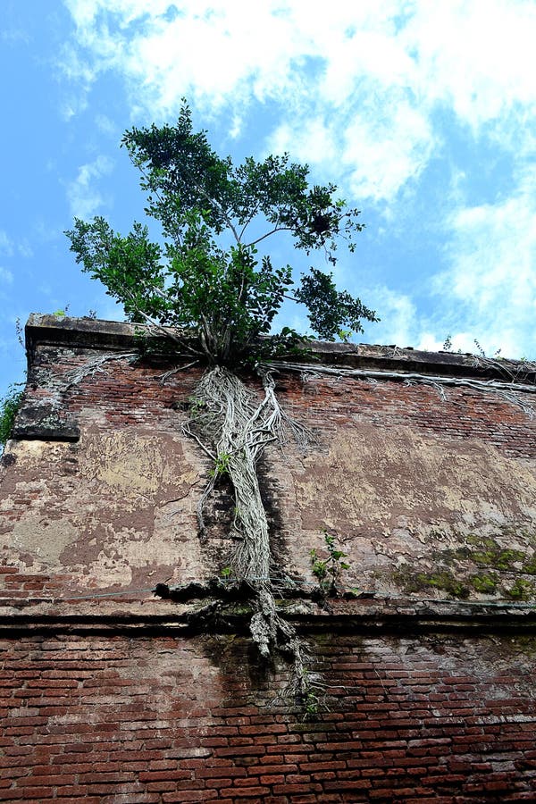 The Uniqueness of a Tree that Grows on a Brick Wall Stock Photo - Image ...
