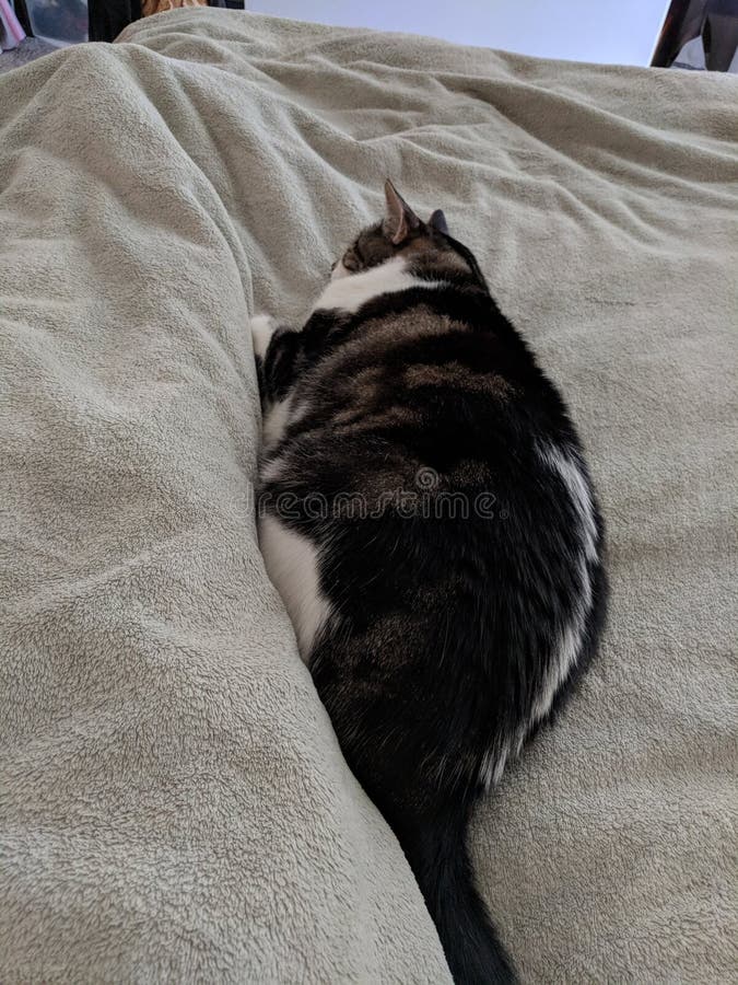 Unit stock photo. Image of unit, animal - 136363234