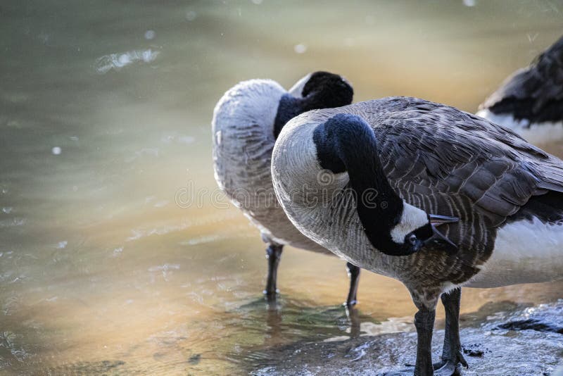 Flock of Canada Geese Preening in a Park Stock Photo - Image of ...