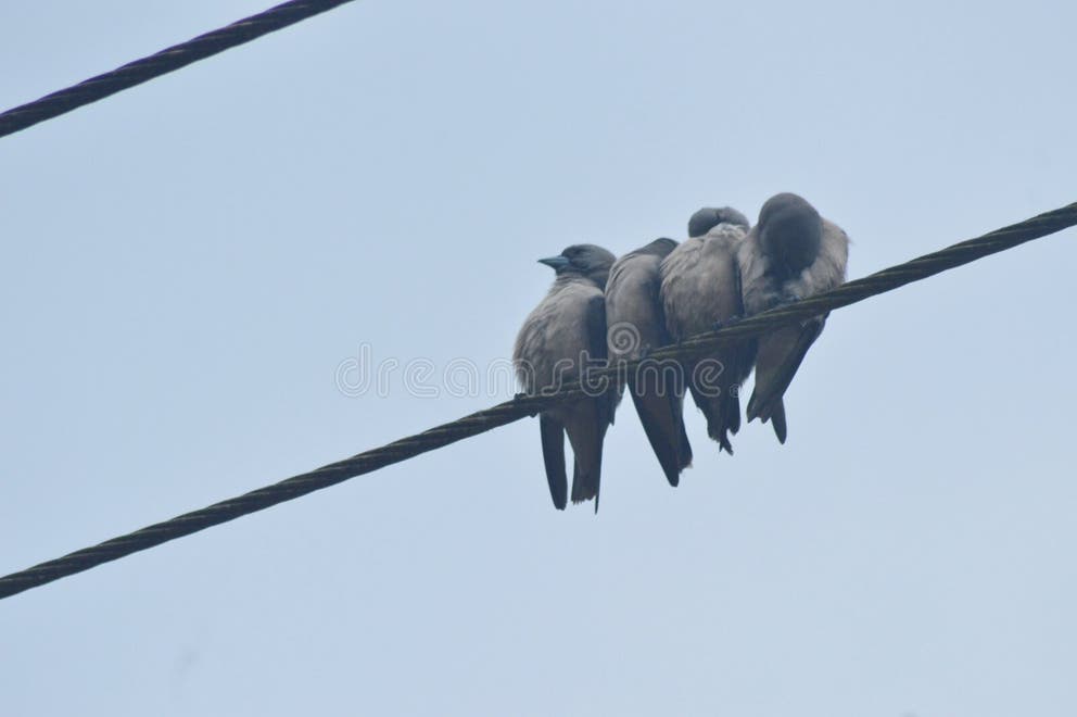 Unity Birds Sitting on an Electric Wire Stock Photo - Image of blue ...