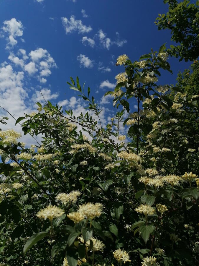 Unity of clouds and bloom stock photo. Image of clouds - 219766060