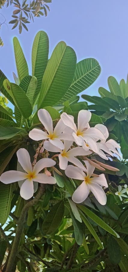 Unity of flowers stock image. Image of petal, flowers - 200448373