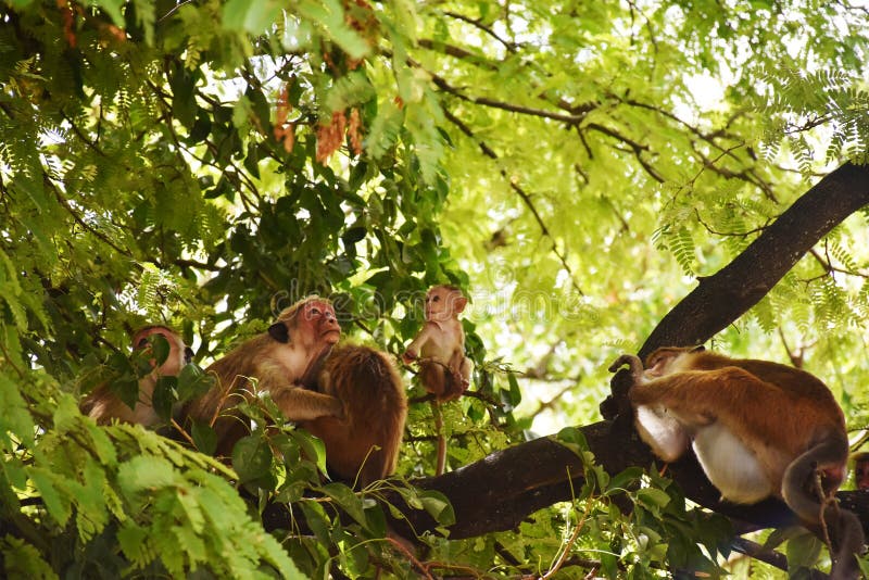 Unity of monkey family stock photo. Image of primate - 252051302