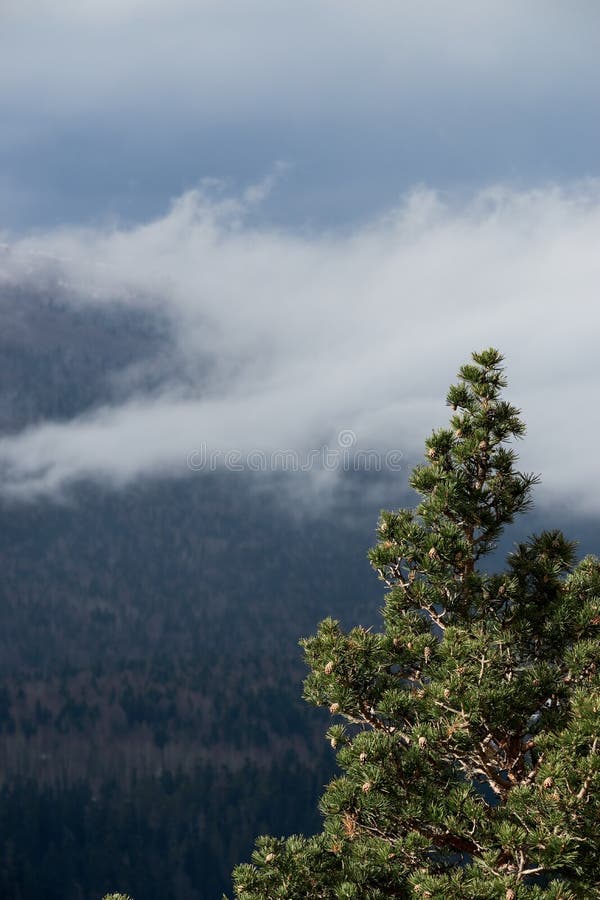 Unity with Nature and Lonely Sad Tree. Nature of Caucasus. Single ...