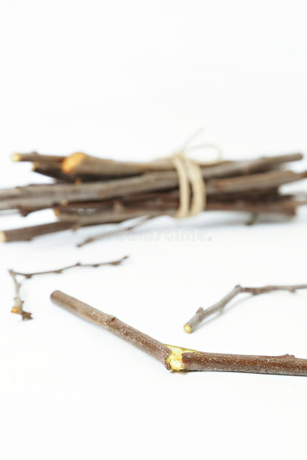 133 Weak Tree Branches Stock Photos - Free & Royalty-Free Stock Photos ...