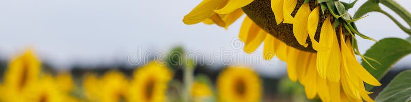 Universal Linkedin Banner for Different Professions with Sunflower ...