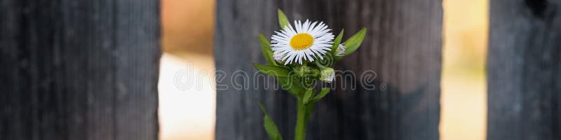 Universal Linkedin Banner 4x1 with Flower for People of Any Profession ...