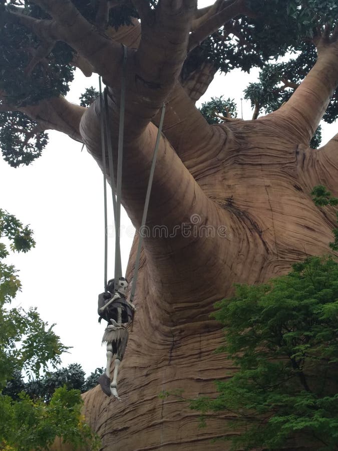 Pilot Skeleton Hanging from Tree. Universal Studios, Sentosa, Singapore ...