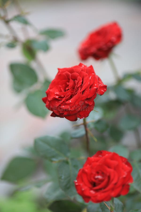 Bright, red rose stock image. Image of blossom, romance - 102764043