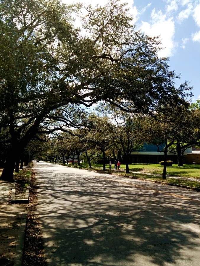 Universidad De Rice Houston, Tx Imagen editorial - Imagen de arroz ...