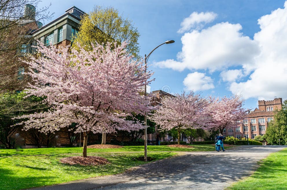 University Campus Cherry Blossoms Stock Image - Image of spring, camput ...