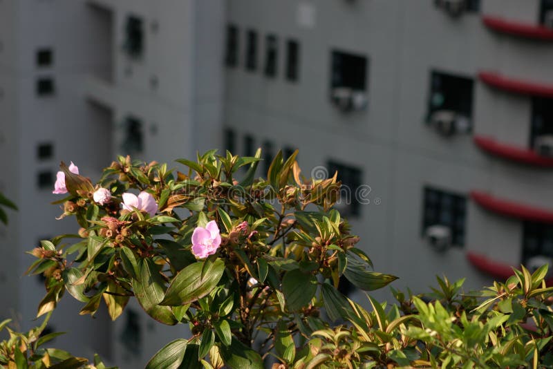 The University Hall Residence at the HKUST 2 Sept 2004 Editorial ...