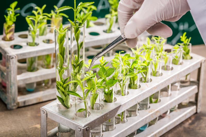 University Lab Exploring New Methods of Plant Breeding Stock Image ...