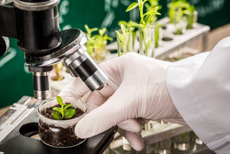 Laboratory with Microscope and Plants. Practical Chemistry Classes ...