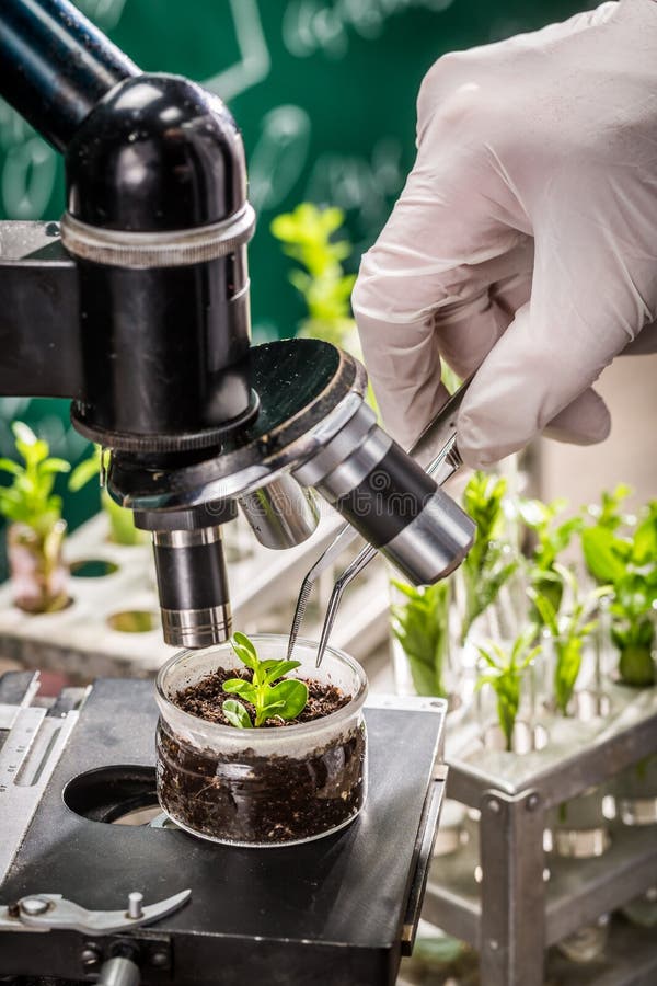 University Laboratory during Test the Pesticides Stock Image - Image of ...