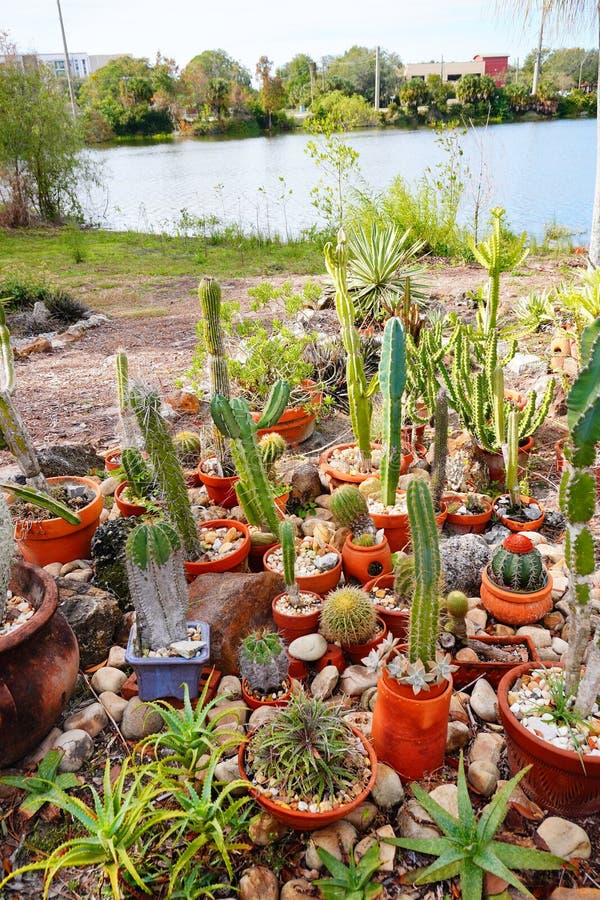 University of South Florida Botanic Garden Cactus Garden Stock Photo ...