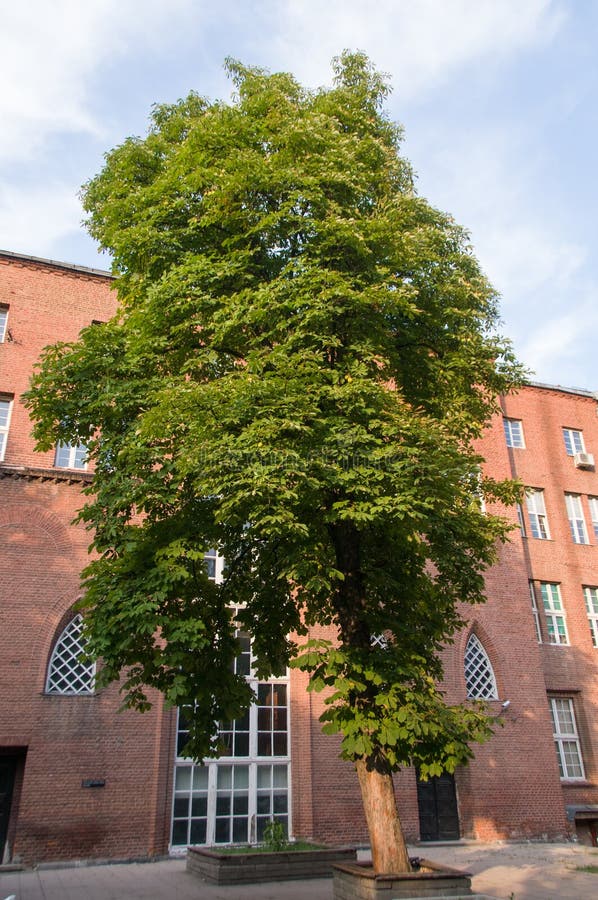 University Tree in garden stock image. Image of outdoors - 76511001