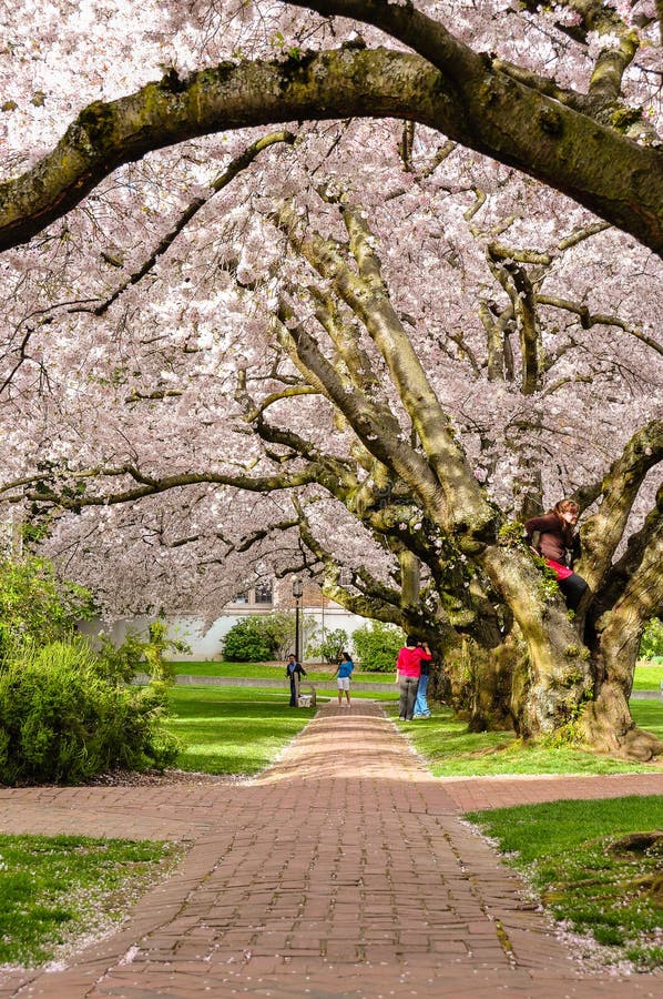 University of Washington Campus Stock Image - Image of blooms, people ...