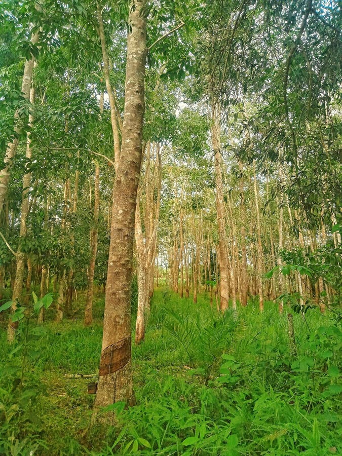 An Unkempt Rubber Plantation with Tall Grass. Stock Photo - Image of ...