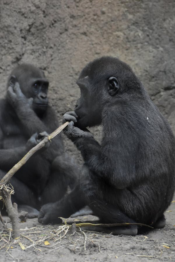 Unknowing Pair of Baby Silver Back Gorillas Stock Photo - Image of ...