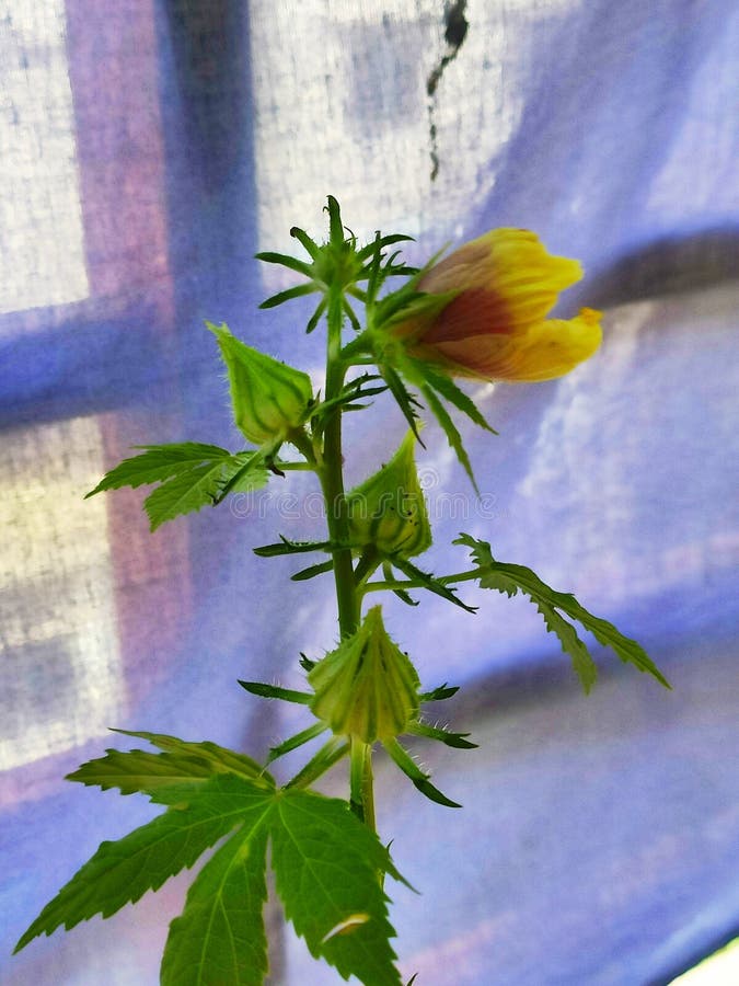 Unknown beautiful flower stock photo. Image of leaf - 218977088