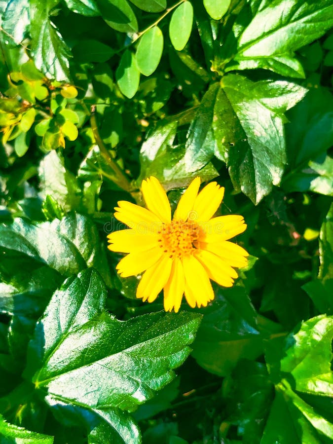Unknown Beautiful Wild Flowers. Stock Photo - Image of sunlight, meadow ...