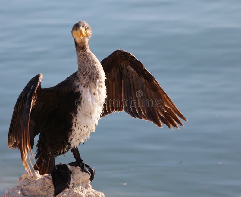 Unknown Bird on Khubar Beach Stock Photo - Image of long, buildings ...