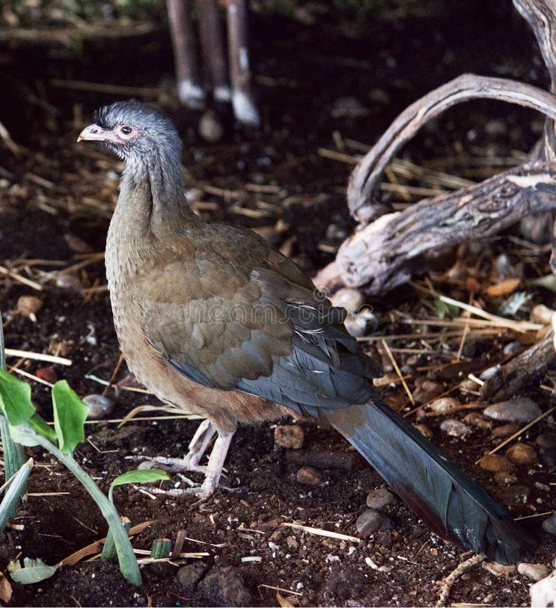 Unknown bird stock photo. Image of avian, wings, forest - 236725168