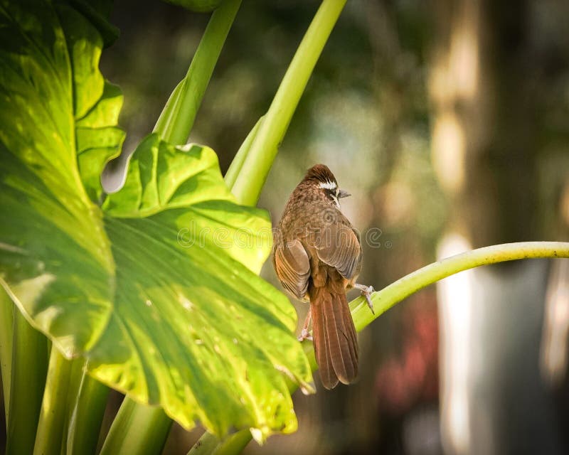 Unknown bird stock image. Image of animal, green, insect - 243474655
