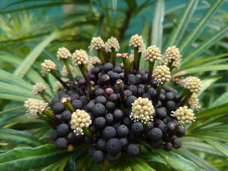 Unknown Black Color Berries Stock Photos - Free & Royalty-Free Stock ...