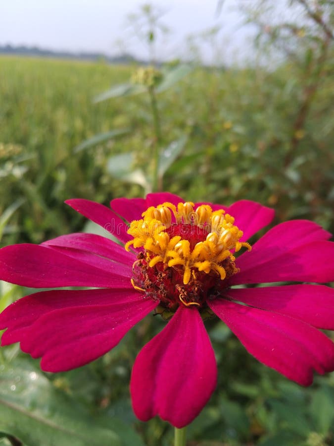 Unknown Blooming Red Flower Photographed from the Side Stock Photo ...