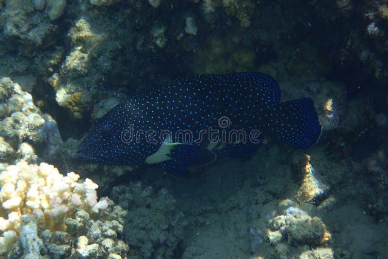 Unknown fish from red sea stock image. Image of unknown - 218597885