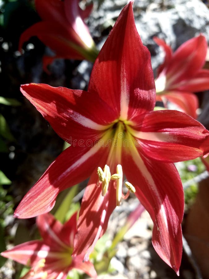 1,453 Beautiful Unknown Flower Stock Photos - Free & Royalty-Free Stock ...