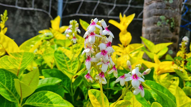 An Unknown Flower with Its Uniqueness Stock Image - Image of yellow ...