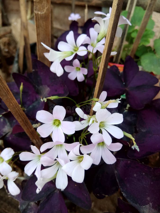 Cute tiny flower stock photo. Image of unknown, name - 112741150