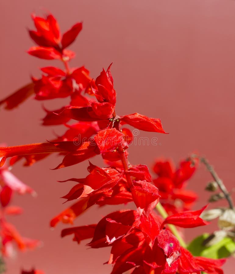 Unknown Flowers on Red Background Stock Image - Image of leaves, shape ...