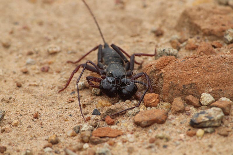 Unknown Scorpion Stock Photos - Free & Royalty-Free Stock Photos from ...