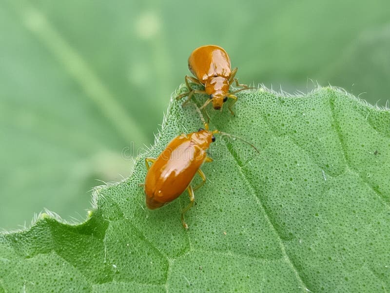 Unknown Insects are Ready To Kiss Each Other Stock Image - Image of ...