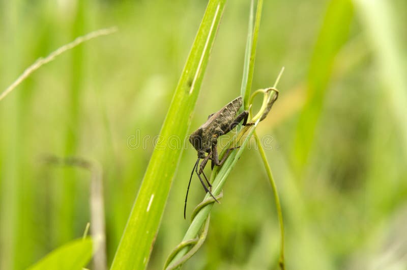 Unknown insects stock image. Image of java, midday, close - 85664959