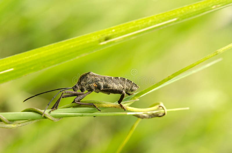 Unknown insects stock photo. Image of midday, west, pest - 85664992