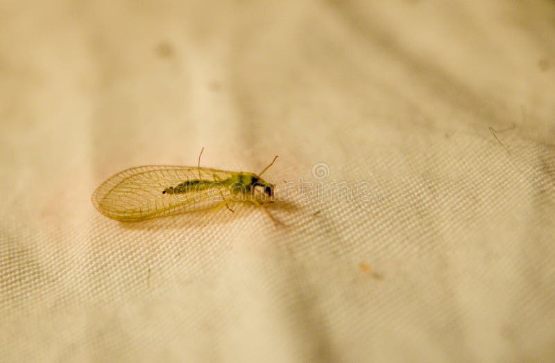 Unknown Macro Moth Spring with Clearly Visible Structure of the Wings ...