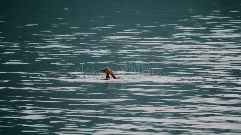 Unknown Man Dives Under Water Stock Image - Image of swim, plummet ...