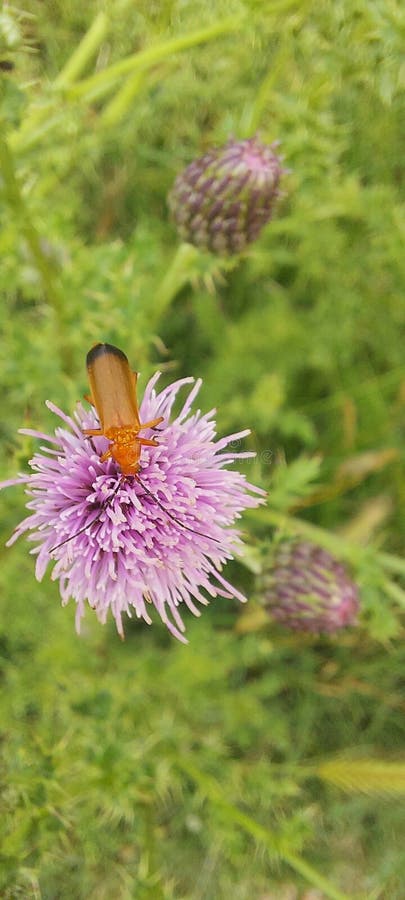Unknown Orange Black Insect Settled on Thistle Head Stock Photo - Image ...