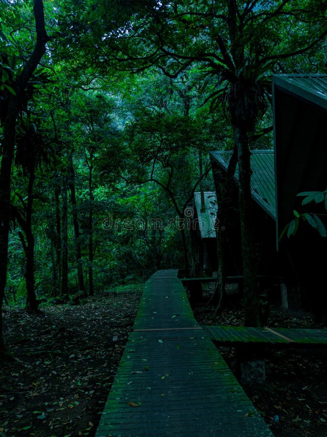 An Unknown Path in the Forest Stock Image - Image of forest, path ...