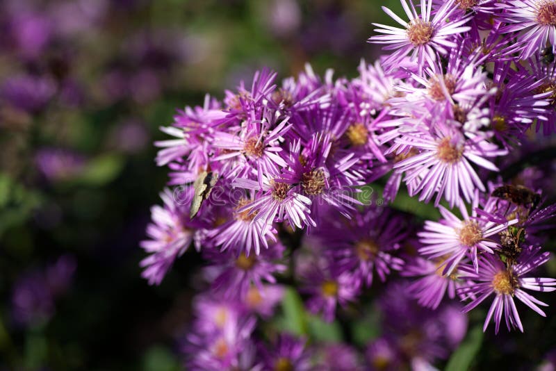 1,299 Purple Unknown Flower Stock Photos - Free & Royalty-Free Stock ...