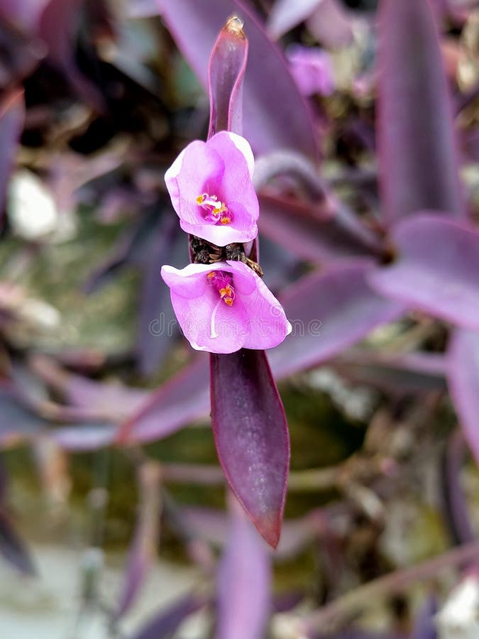 Unknown Purple Leaves Flowers Stock Photo - Image of leaf, blossom ...