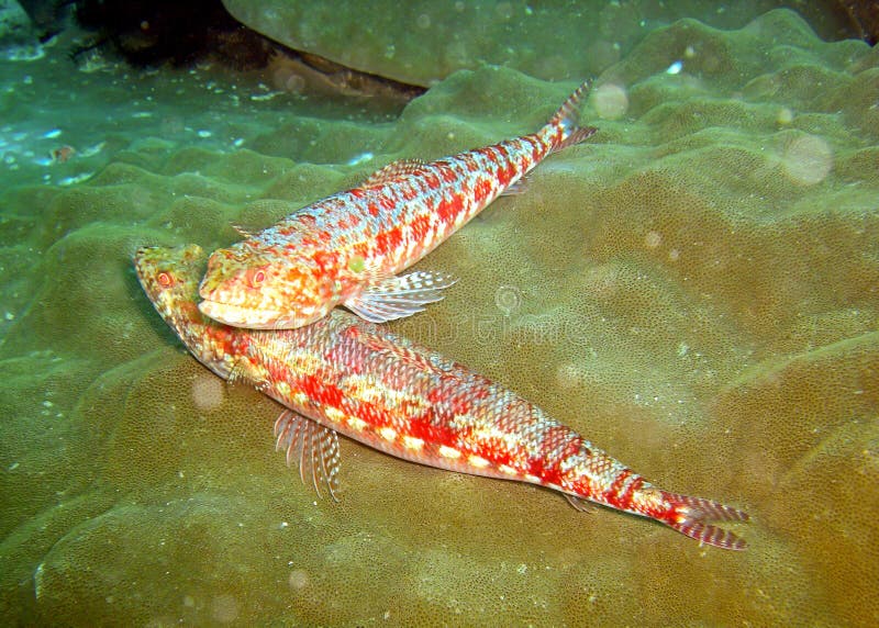 Unknown Red Fish in the Filipino Sea 5.2.2012 Stock Image - Image of ...