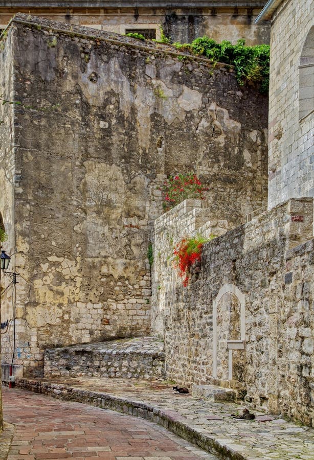 Unknown Red Flowers on an Old Stone Wall Stock Photo - Image of detail ...